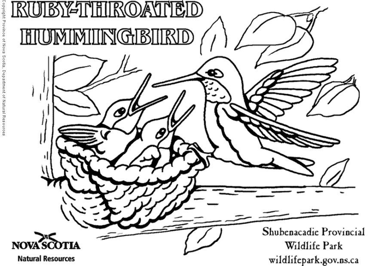 Disegno da colorare colibrì - Disegni Da Colorare E Stampare Gratis ...