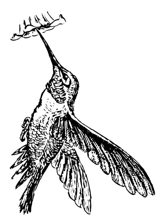 Disegno da Colorare di colibrì – Disegni da Colorare e Stampare Gratis ...