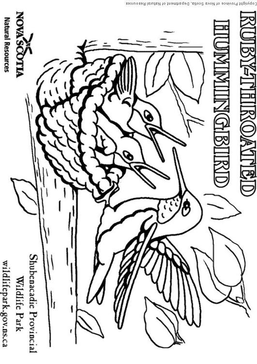 Disegno da colorare colibrì - Disegni Da Colorare E Stampare Gratis ...