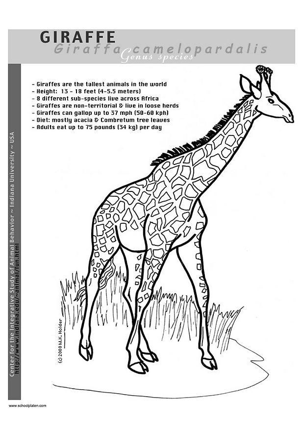 Disegni Da Colorare Di Giraffe Carini Stampabili Pagina Da Colorare