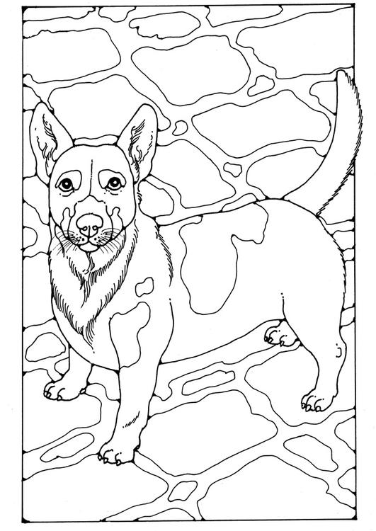 Immagini Disegni Jack Russel - Disegni HD