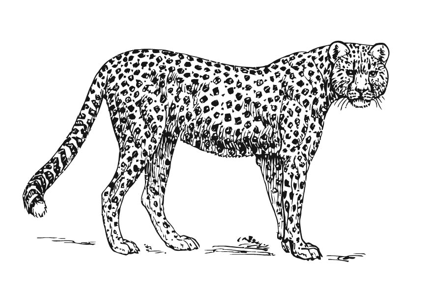 Disegno da Colorare di leopardo – Disegni da Colorare e Stampare Gratis ...